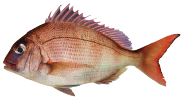 What Does Red Snapper Taste Like?
