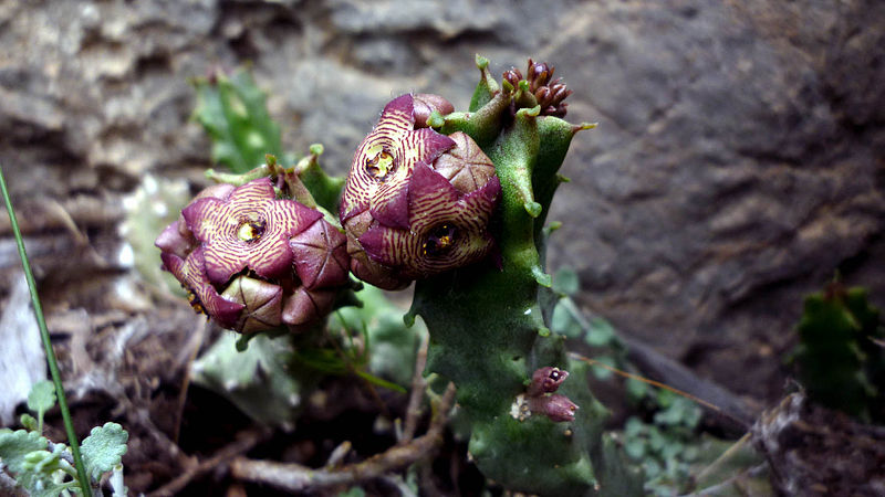 21 Studies Show Caralluma Fimbriata Does Not Have Proven Benefits