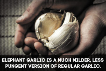 How To Roast Elephant Garlic