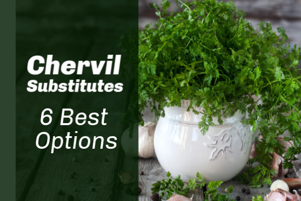 Substitute For Chervil – 6 Best Options