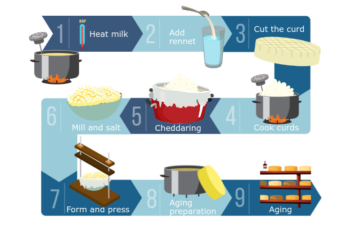 Illustrated Guide To Making Cheddar Cheese