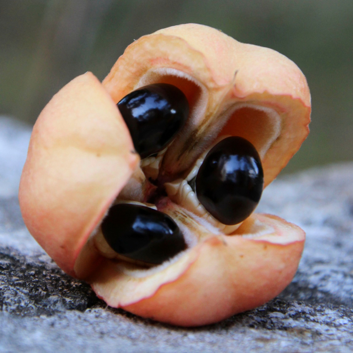 What Does Ackee Taste Like?