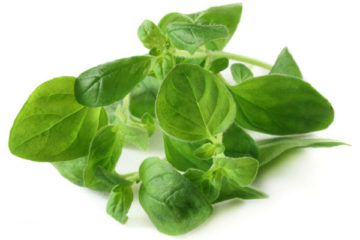 Cooking With Fresh Herbs – An Ultimate Guide