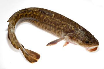What Does Burbot Taste Like? Quick Guide