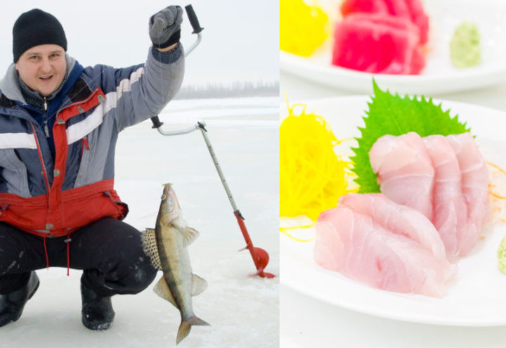 White Perch Vs. White Bass - A Quick Guide