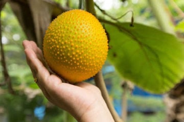 What Does A Gac Fruit Taste Like?