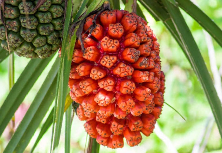 What Does Hala Fruit Taste Like? [pandanus]