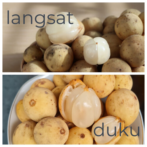 Langsat Vs. Duku - What's The Difference?