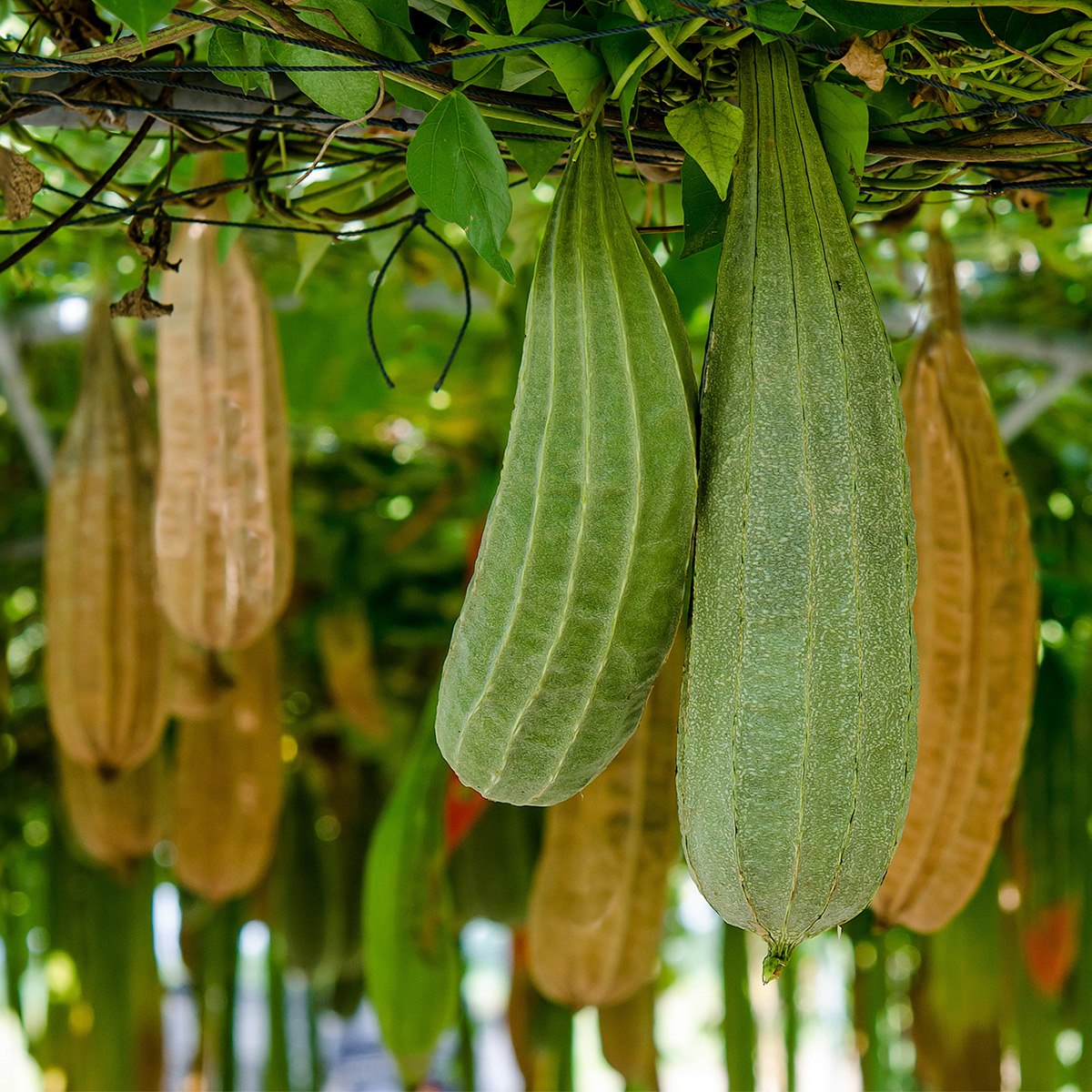 What Does A Luffa Taste Like? [Loofah Gourd]