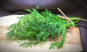Dill Care Guide: 7 Tips To Harvest Dill Without Killing The Plant ...