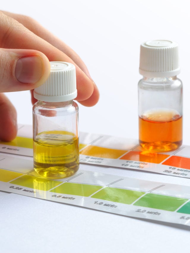 5 Best Water Test Kits for Home (That Actually Work) - Tastylicious