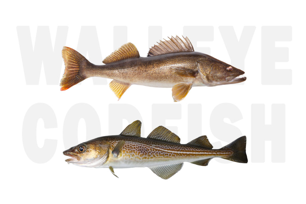 Walleye vs Cod: Is Walleye Better Than Cod? - Tastylicious