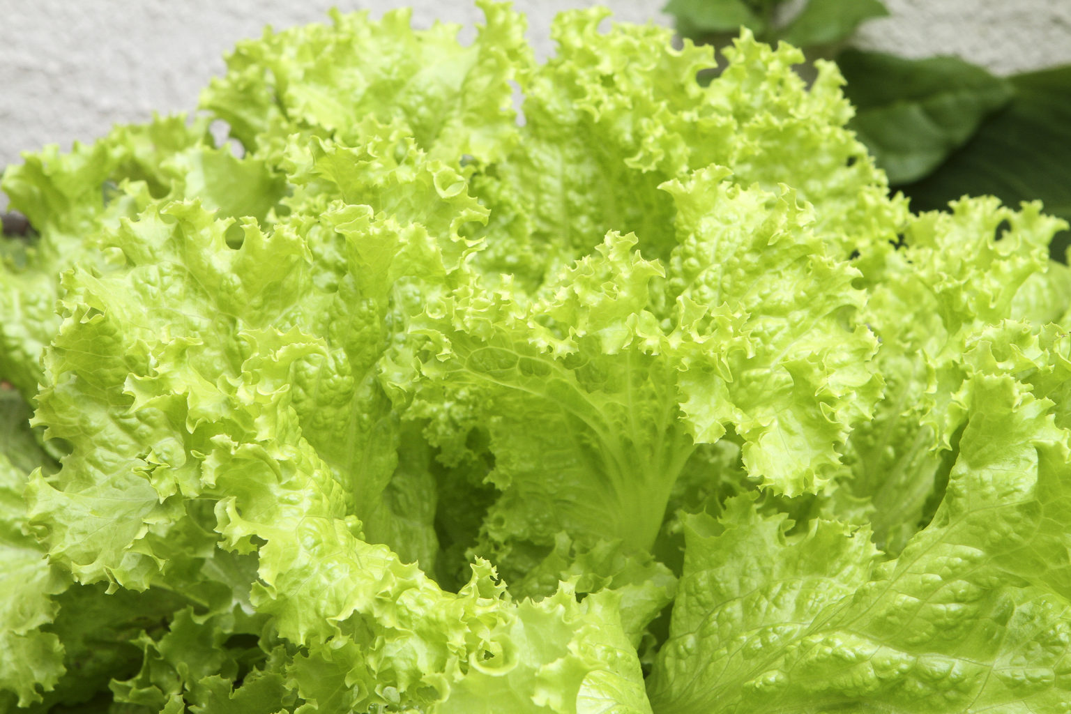 Can You Freeze Lettuce? - Tastylicious