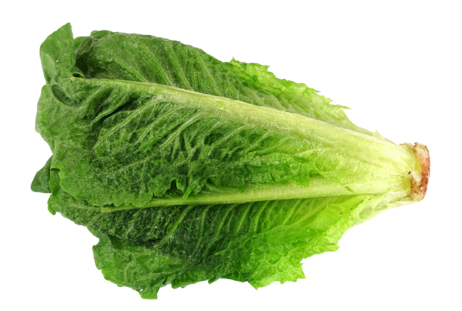 Can You Freeze Lettuce? - Tastylicious