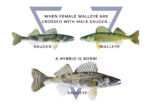 Walleye vs. Saugeye: How to tell the difference? - Tastylicious