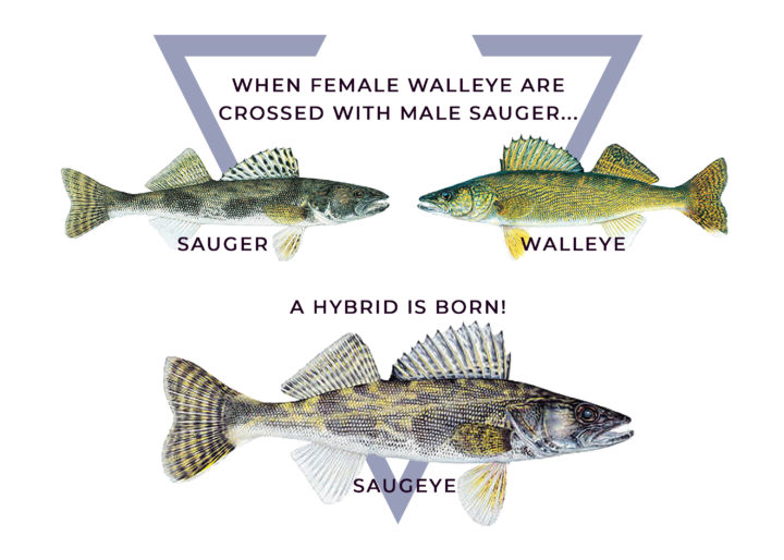 Walleye vs. Saugeye: How to tell the difference? - Tastylicious