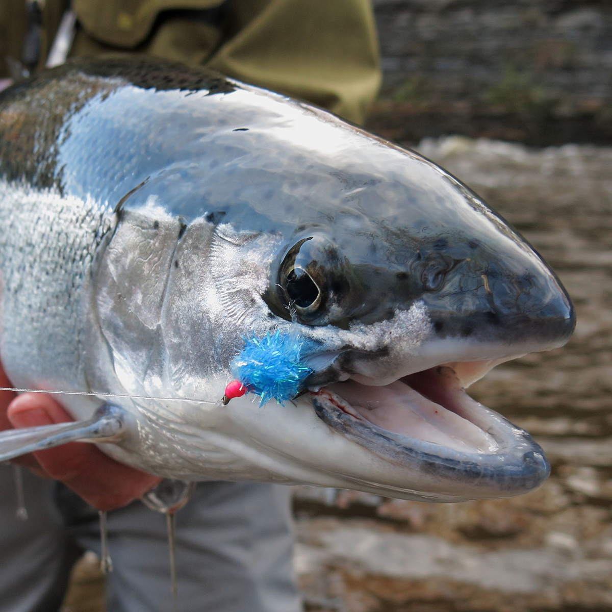 What Does Steelhead Trout Taste Like? - Tastylicious