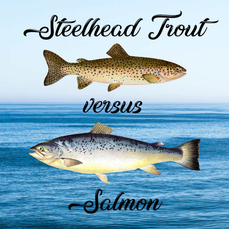 Steelhead Trout Vs. Salmon: Differences and Similarities - Tastylicious