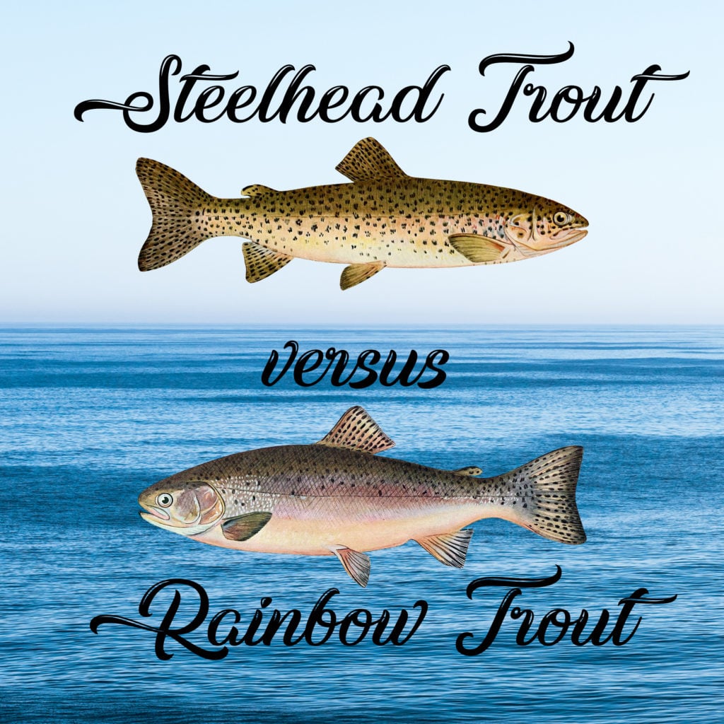 Steelhead vs. Rainbow Trout - Tastylicious