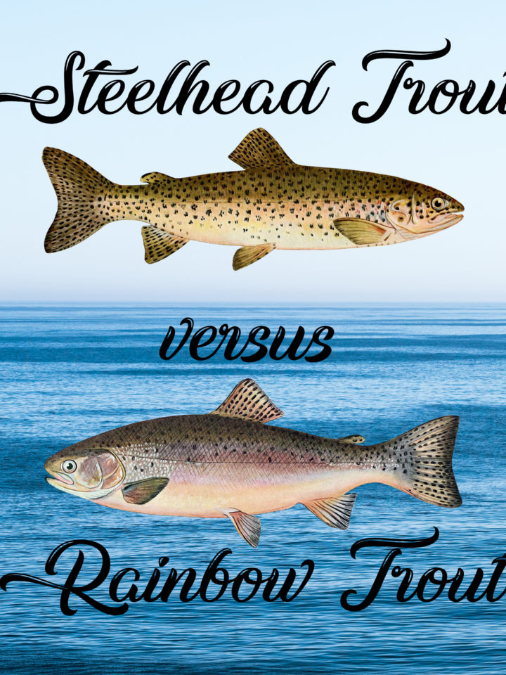 What Does Steelhead Trout Taste Like? - Tastylicious