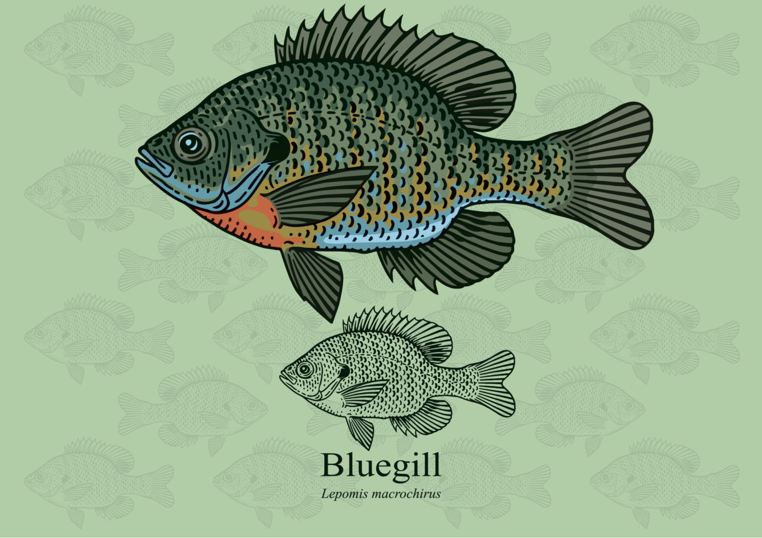 Can You Eat Bluegill? - Tastylicious