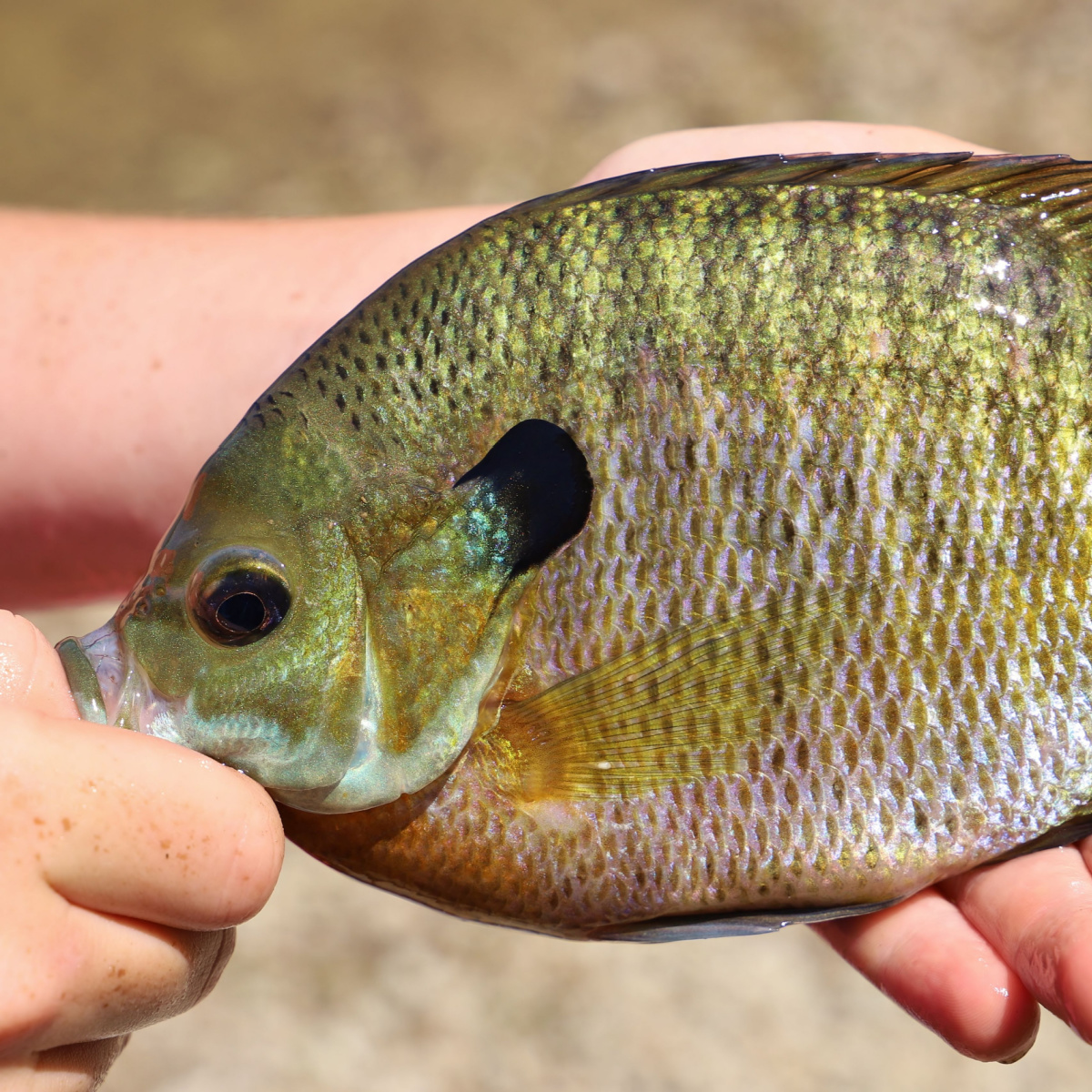 Can You Eat Bluegill? - Tastylicious
