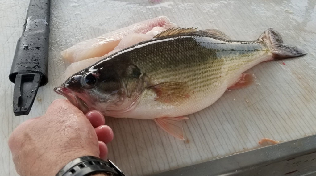Can You Eat Largemouth Bass? - Tastylicious