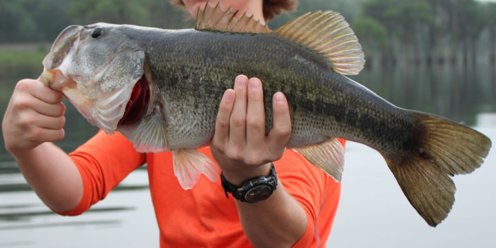 Walleye Vs. Bass: What Is The Difference? - Tastylicious