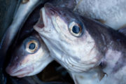 Haddock vs. Cod: Which is better? - Tastylicious