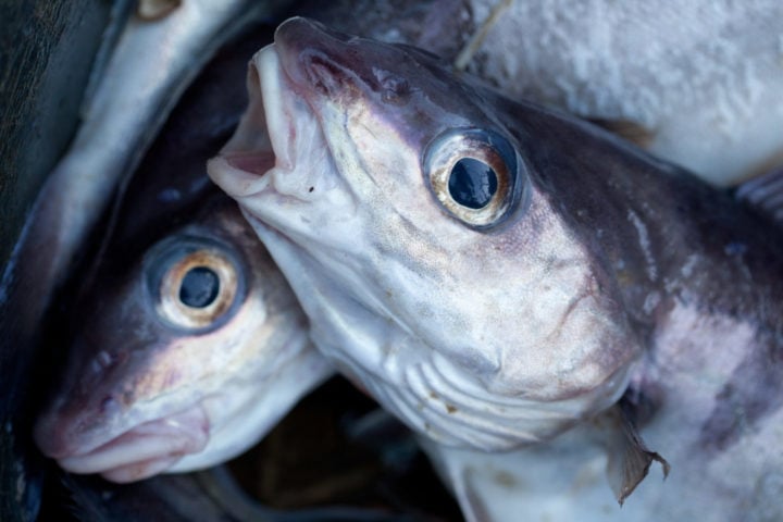 Haddock vs. Cod: Which is better? - Tastylicious