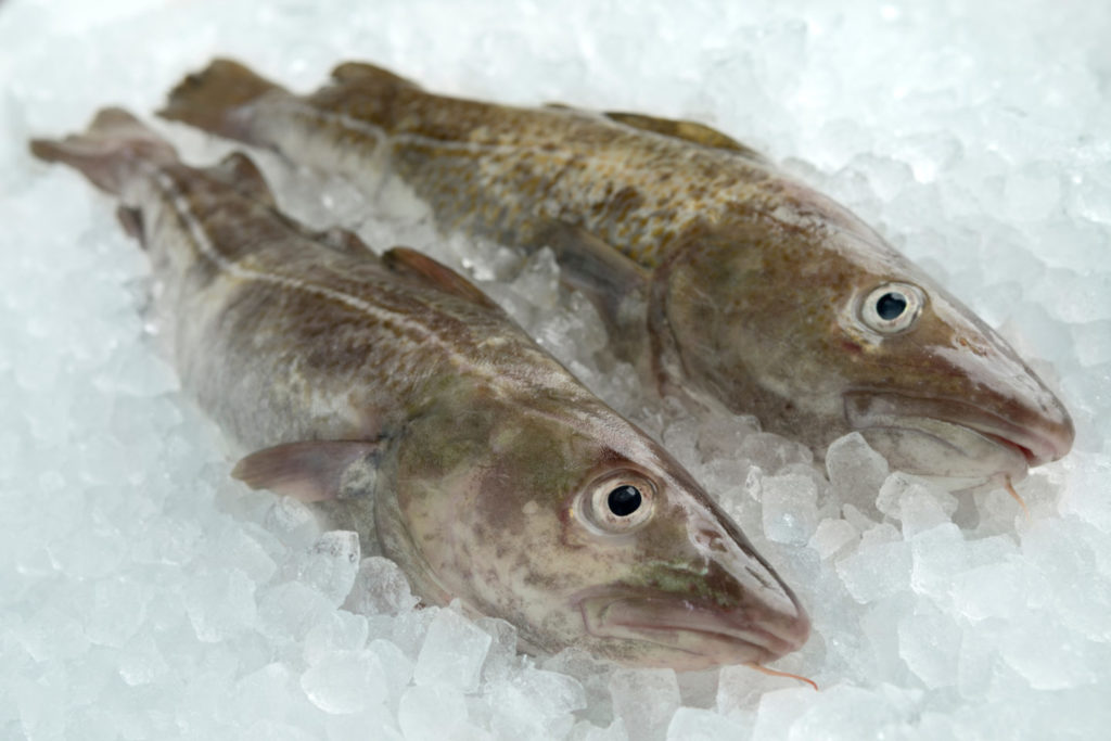 Haddock vs. Cod: Which is better? - Tastylicious