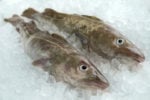 Haddock vs. Cod: Which is better? - Tastylicious