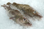 Haddock vs. Cod: Which is better? - Tastylicious