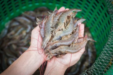 Can You Eat Raw Shrimp? Everything You Need To Know - Tastylicious