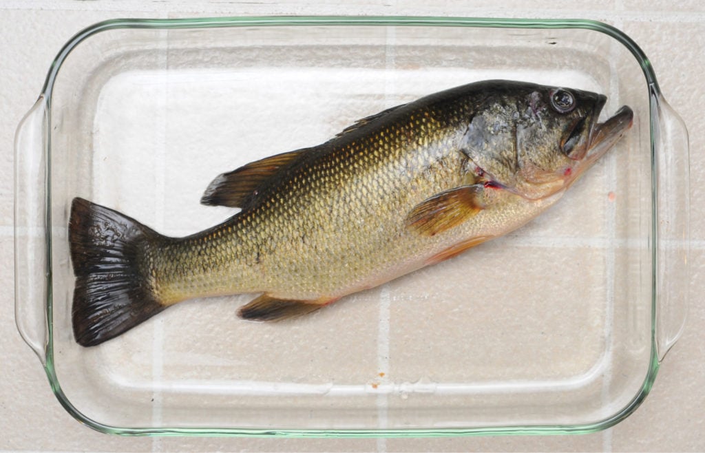 Can You Eat Largemouth Bass? - Tastylicious