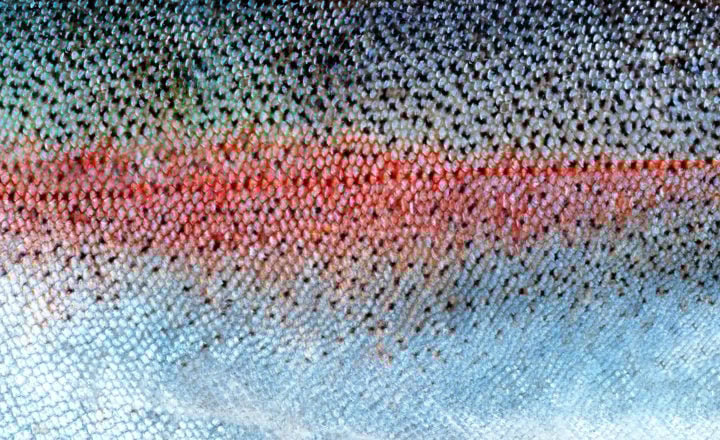 Steelhead Trout Vs. Salmon: Differences and Similarities - Tastylicious