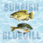 Bluegill vs. Sunfish: What Is The Difference? - Tastylicious