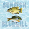 Bluegill vs. Sunfish: What Is The Difference? - Tastylicious