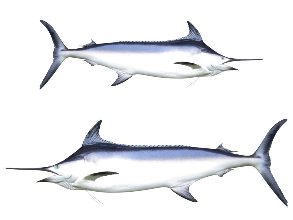 Sailfish vs. Swordfish: All Their Differences - Tastylicious