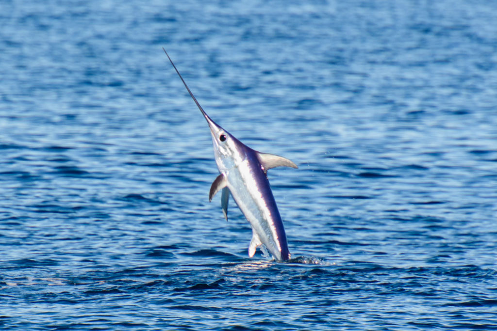 Sailfish vs. Swordfish: All Their Differences - Tastylicious