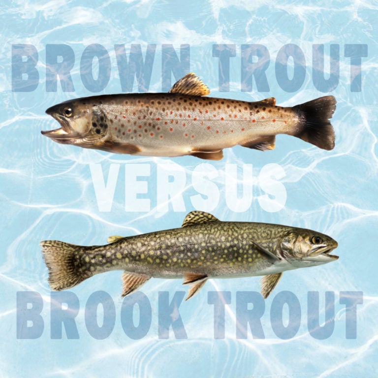 Brown Trout vs. Brook Trout - Tastylicious