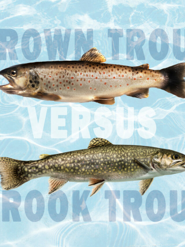 What Does Steelhead Trout Taste Like? - Tastylicious