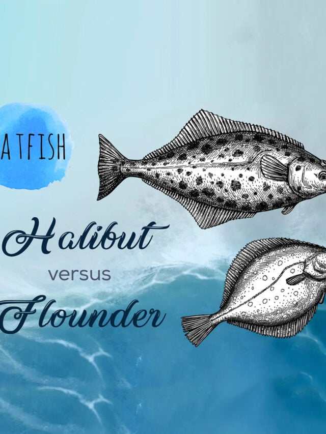The Main Differences of Fluke vs Flounder - Tastylicious