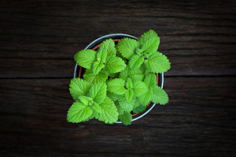 Lemon Balm vs. Mint: All Their Differences - Tastylicious Lemon Balm vs. Mint: All Their Differences - Tastylicious
