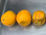 How to Tell If an Orange is Bad - Tastylicious