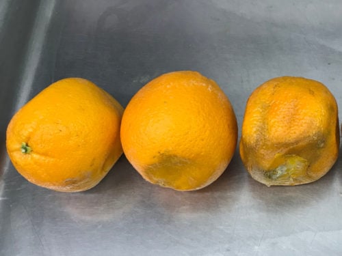 How to Tell If an Orange is Bad - Tastylicious