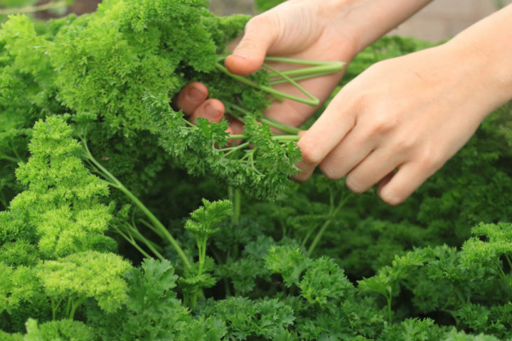 Parsley Care Guide: How To Harvest Parsley Without Killing The Plant ...