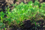 Dill Care Guide: 7 Tips To Harvest Dill Without Killing The Plant ...