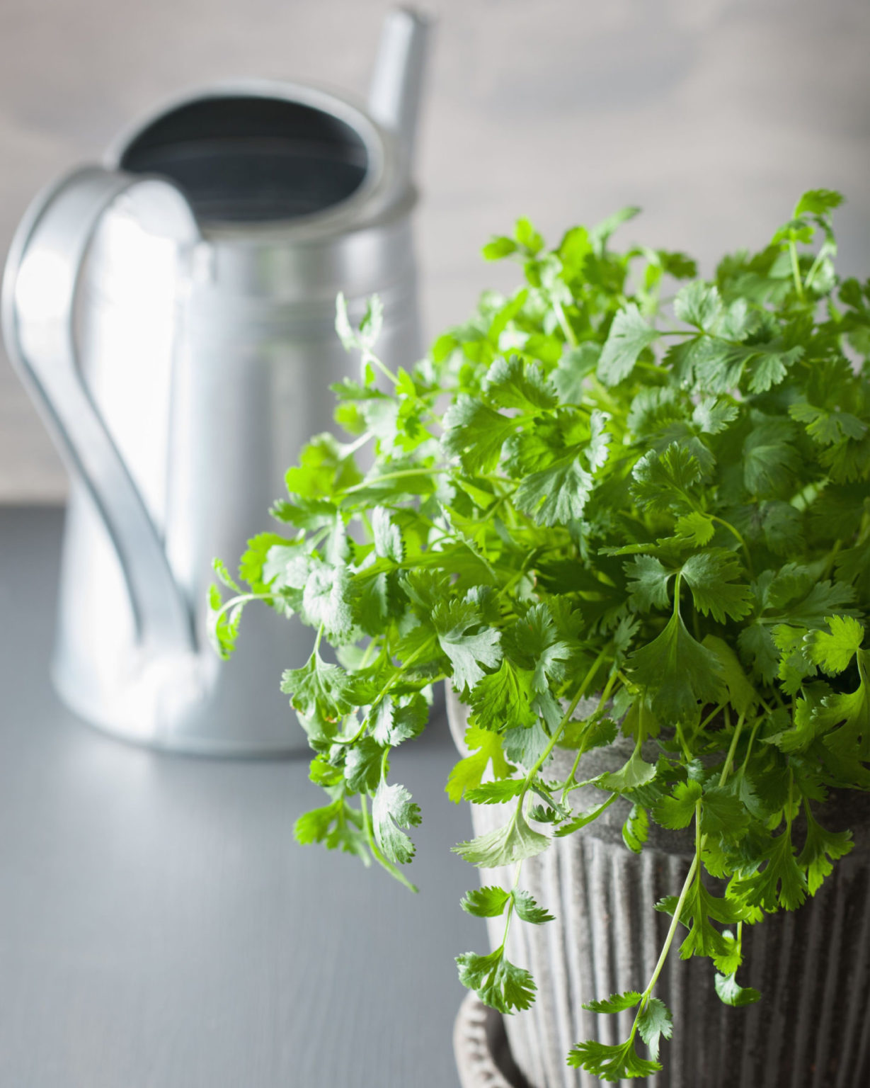 How Often Should You Water Cilantro? - Tastylicious
