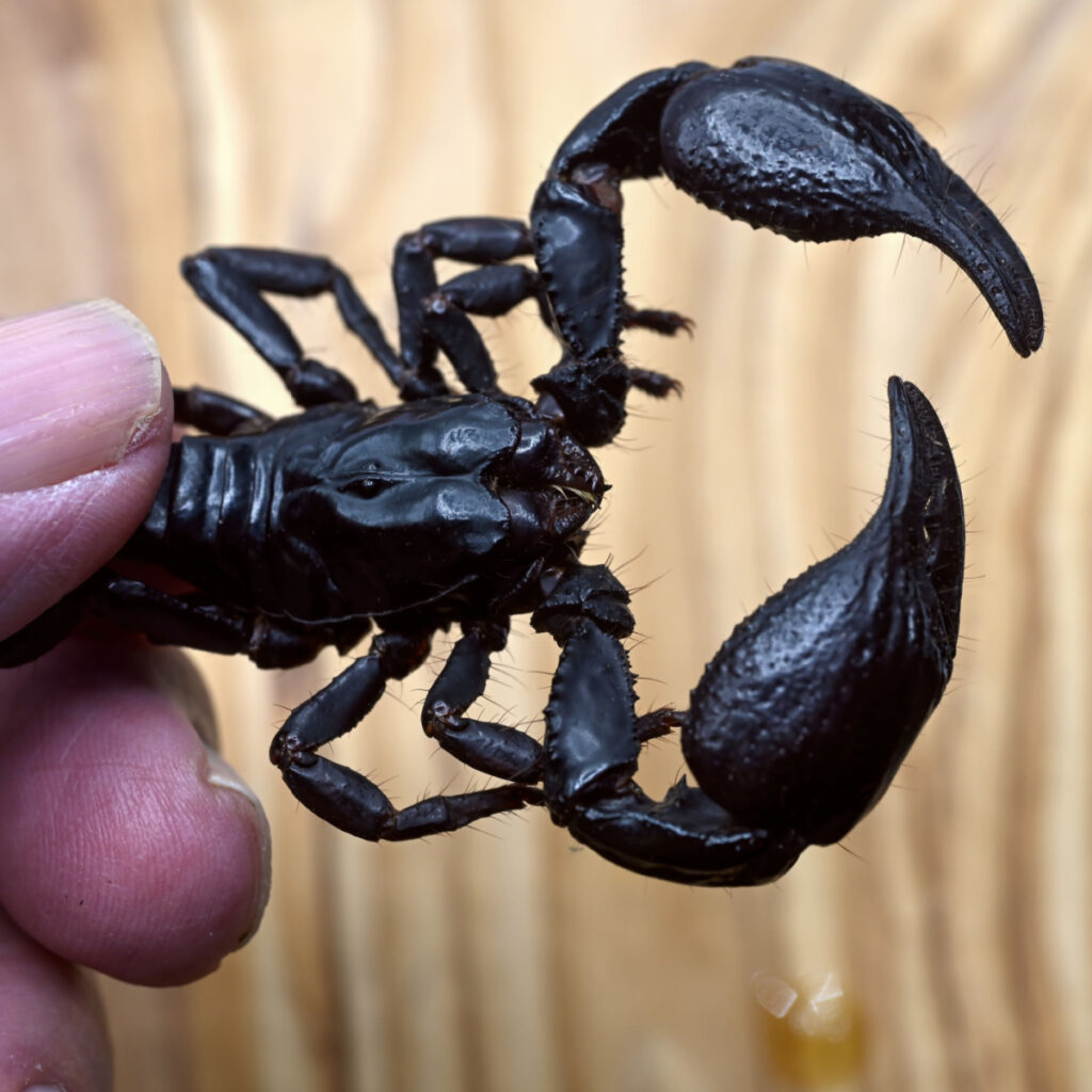 What Does Scorpion Taste Like?